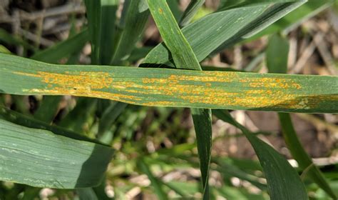Stripe Rust And Leaf Rust Developing In Winter Wheat