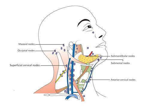 Anatomy Lymph Nodes Behind Ear At Larissa Christopher Blog