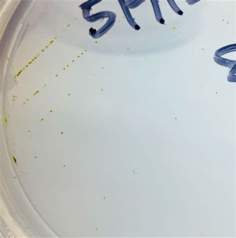 Amala Claret E En Linkedin Axenic Culture Microalgae