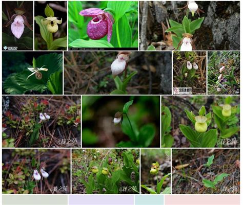 离萼杓兰 Cypripedium plectrochilum 拉丁名学名属名科名植物生活型图片