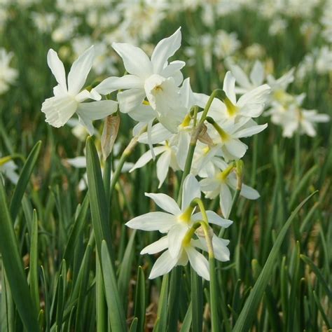 Daffodil Narcissus Thalia Org Natural Bulbs Eu