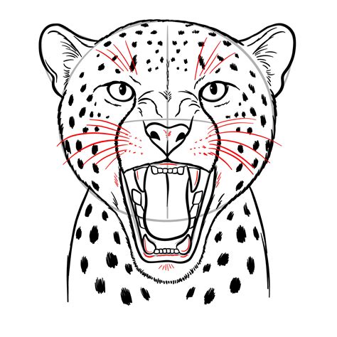 How To Draw A Roaring Cheetah Face Step By Step Guide