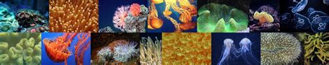 Cnidarians Types And Characteristics Exploration Junkie