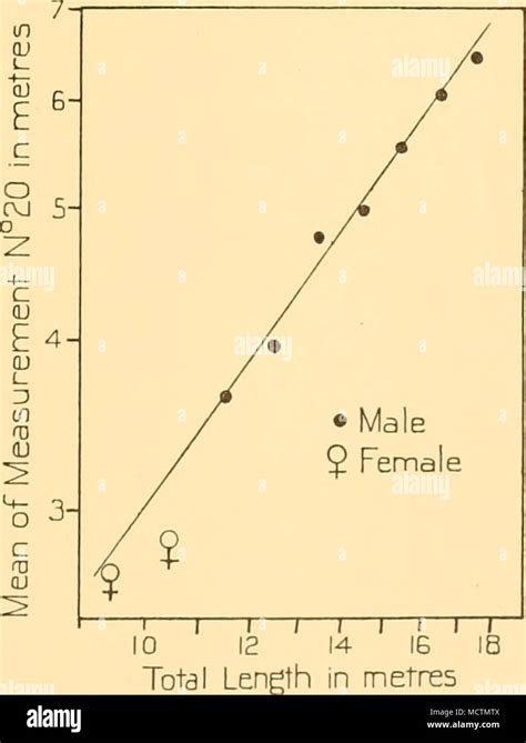 Fig 50 Sperm Whale Logarithmic Plotting Of Total Length Against Measurement No 20 Length