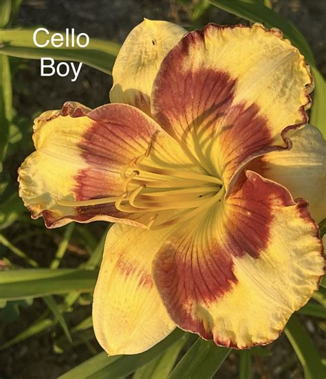 Cello Boy — Color Your World Daylily Farm