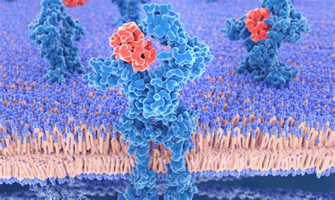 New Ligand Binding Site Identified Through Computer Simulations