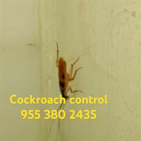 Cockroach Control 955 380 2435 Youtube