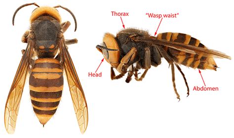 Us Eradicated Northern Giant Hornet