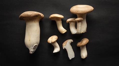 King Oyster Mushrooms