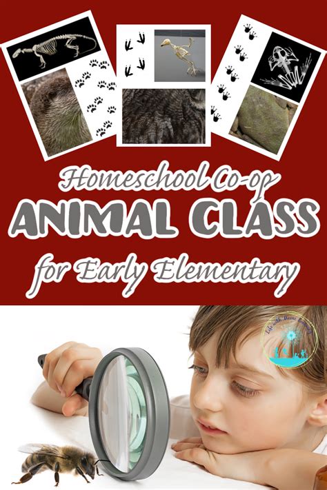 An Easy Way To Plan An Animal Class For Your Homeschool Co Op Life