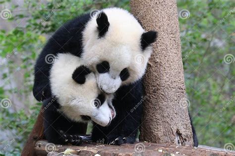 Two Playful Pandas On The Tree Chengdu China Stock Image Image Of Asian Pandas 332620669