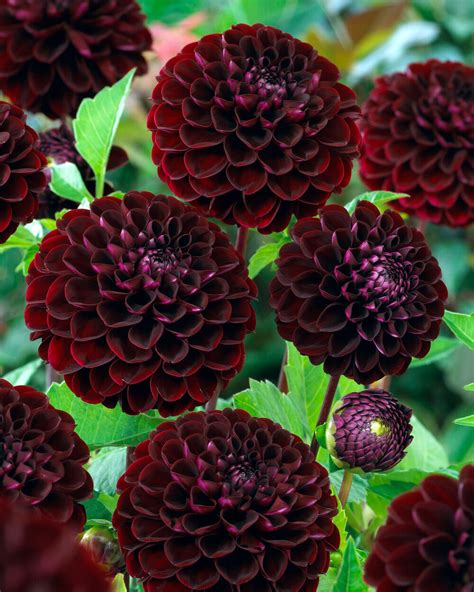 Dahlia Dark Spirit Tubers — Buy Black Pompon Dahlias Online At Farmer