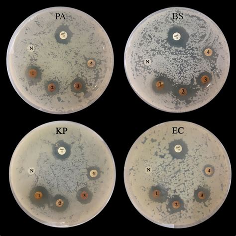 Antibacterial Activities Of Bacterial Isolates Against Pathogenic
