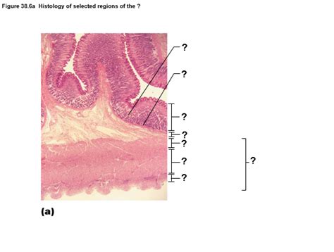 Lab 8 Image 7 Diagram Quizlet