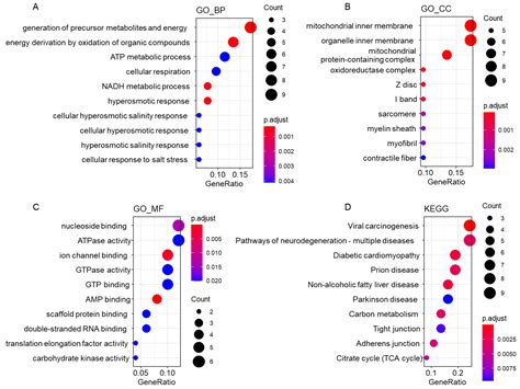 Cells Free Full Text Proteomic Landscape And Deduced Functions Of The Cardiac 14 3 3 Protein