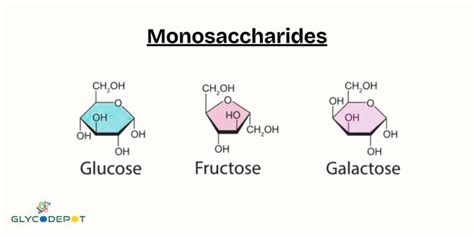 Monosaccharide Structure Types And Functions Glycodepot