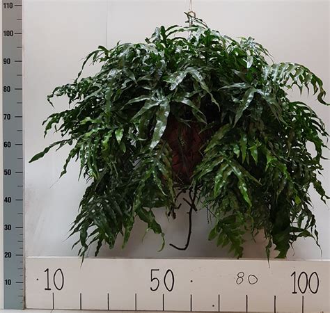 Microsorum Diversifolium — Plant Wholesale Floraccess