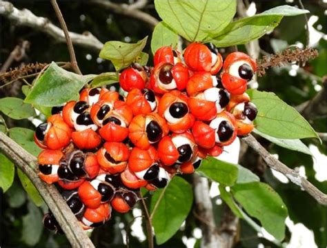 Guaraná Características Cultivo Benefícios E Todos Os Seus Usos