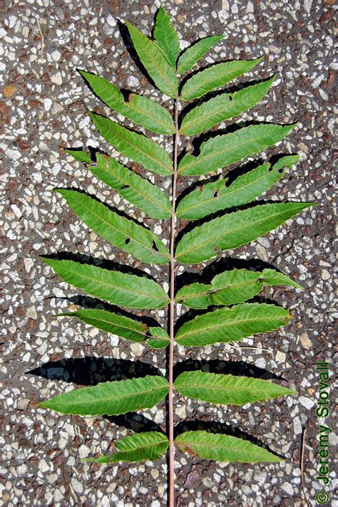 Sfa Dendro Anacardiaceae Rhus Glabra Smooth Sumac Lab 2