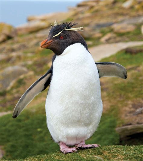 Rockhopper Penguin Diet Habitat And Adaptations Britannica