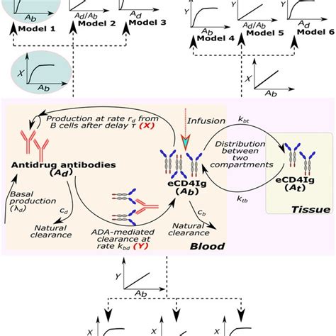 Schematic Representation Of The Pk Model To Describe The Dynamics Of
