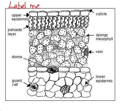 Leaf Anatomy Worksheets Colored