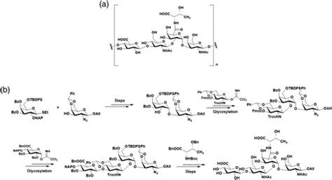 Anti Inflammatory Glycosaminoglycan Oligosaccharides From Colwellia