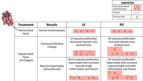 Systemic Hypoxemia Induces Cardiomyocyte Hypertrophy And Right