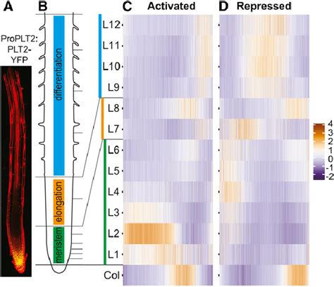 PLT Guides Large-Scale Region-Specific Transcriptional Activation and ...