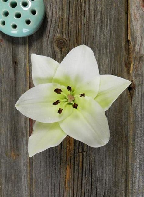 Wholesale Litouwen White L A Hybrid Lilies Delivered Online Flowerfarm