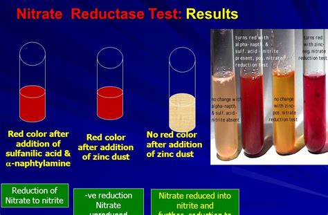 Nitrate Reductase Test