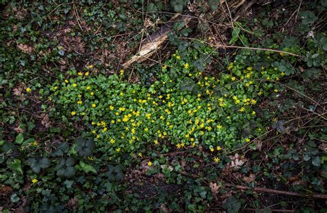 Lesser Celandine Wildflower Flora Free Photo On Pixabay Pixabay