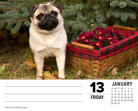 Pugs 2023 Daily Desk Calendar By Willow Creek Press 9781549229084