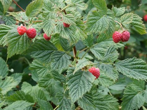 Why Are My Raspberry Leaves Turning Yellow Causes And Solutions Real Self Sufficiency