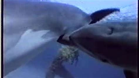Nice To See How Big Dolphins Have Awesome Sex In The Ocean