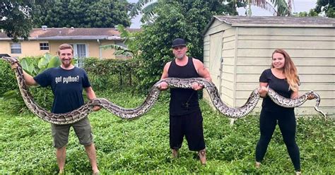 Burmese Python How Long Can It Grow
