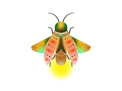 Firefly Illustration Designs Themes Templates And Downloadable Graphic Elements On Dribbble