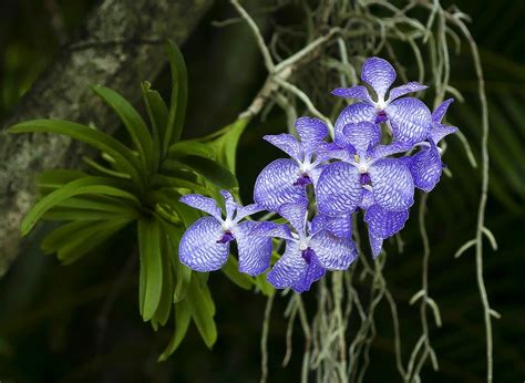 Grow And Care Vanda Coerulea Orchid The Blue Vanda Artofit