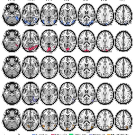 The Human Visual Cortex Encodes Orthogonal Shape Representations 313