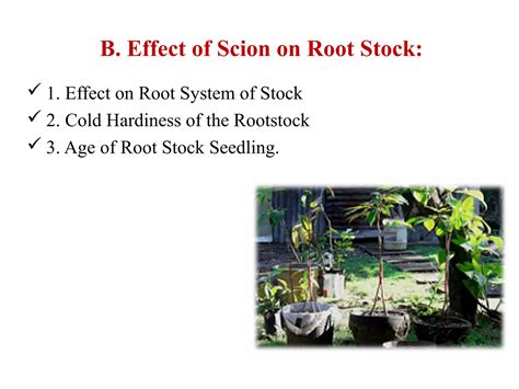 Rootstock Ppt Agriculture Industries