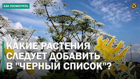 ЭТИ РАСТЕНИЯ НА УЧАСТКЕ МОГУТ ПРИВЕСТИ ДАЖЕ К УГОЛОВКЕ проблемы с БОРЩЕВИКОМ борьба с