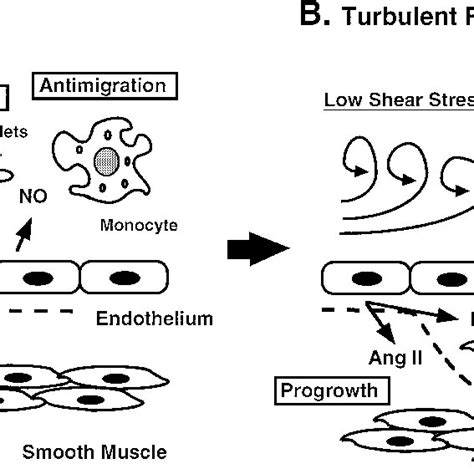 Endothelial Cell Biology And Shear Stress A Steady Laminar Shear