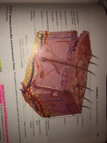 Anatomy And Physiology The Integumentary System 6 1 Flashcards Quizlet