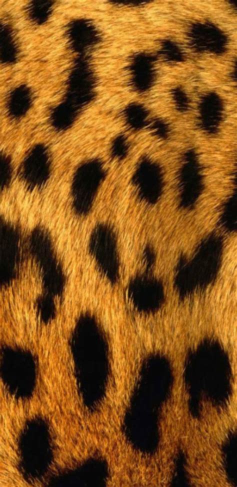 100 Cute Leopard Print Backgrounds