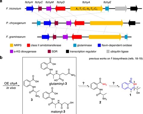 Gene Clusters And Previously Proposed Pathway For The Synthesis Of 1 A
