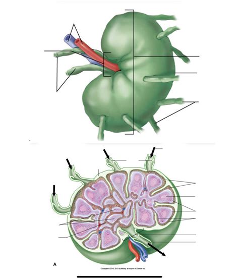 Lymphatic System Terms Definitions For Medicine Study Flashcards Quizlet