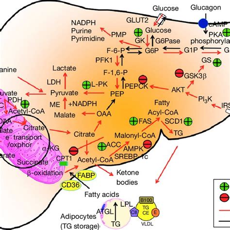 Major Metabolic Functions Of The Liver During The Fed State Glucose Download Scientific