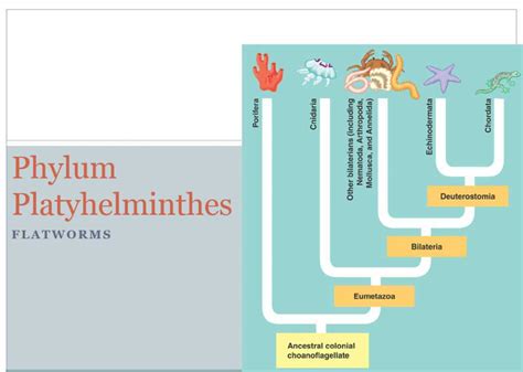 Platyhelminthes Part 1