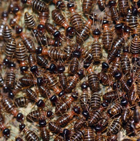 Order Isoptera — Coke Smith Wildlife
