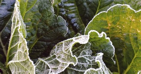 대관령 배추밭에 내린 서리